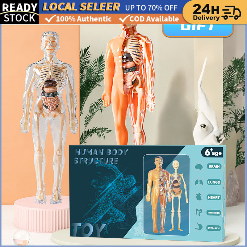 3D Medical Skeleton Model Removable Parts Human Body Science Classroom ...