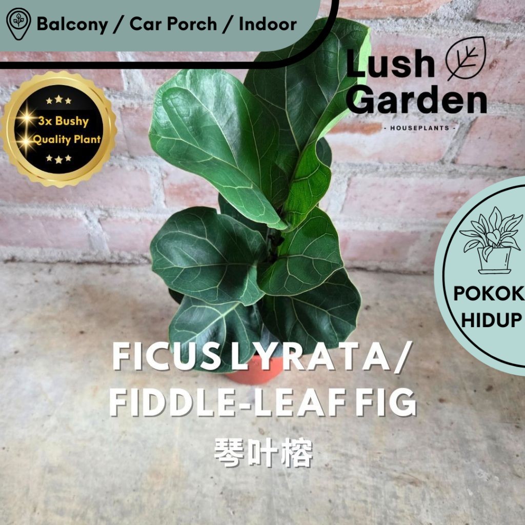 Ficus Lyrata Fiddle Leaf Fig 琴叶榕 Anak Pokok Hiasan Dalam Rumah Hidup ...