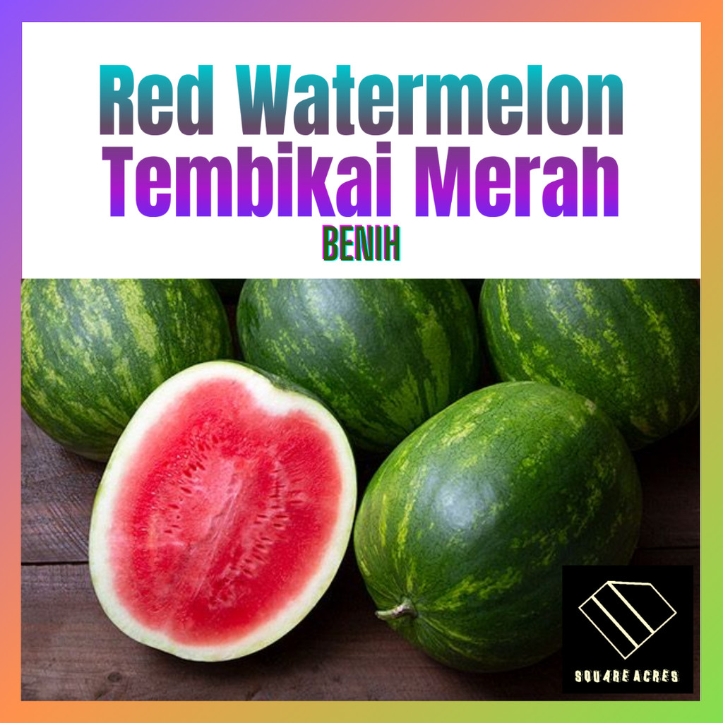 6 Biji Benih Tembikai Merah Watermelon Red High Quality Non-GMO ...