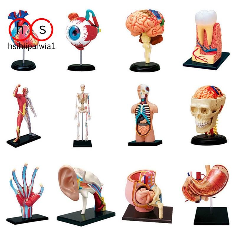 Medical-Torso Human Body Model Removable Parts Education Organs Model ...