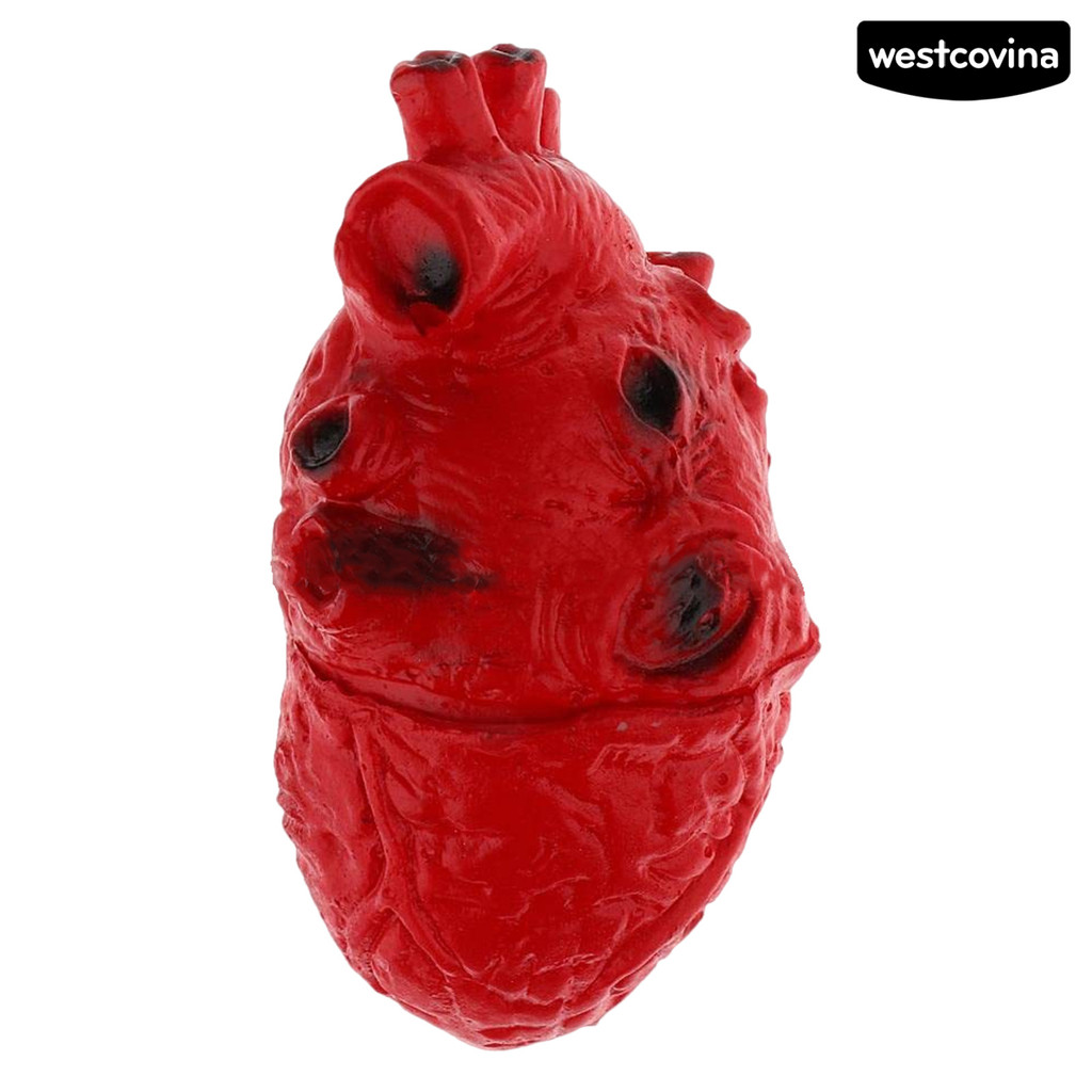 Westcovina Horror Fake Heart Simulation Fake Human Heart Model ...
