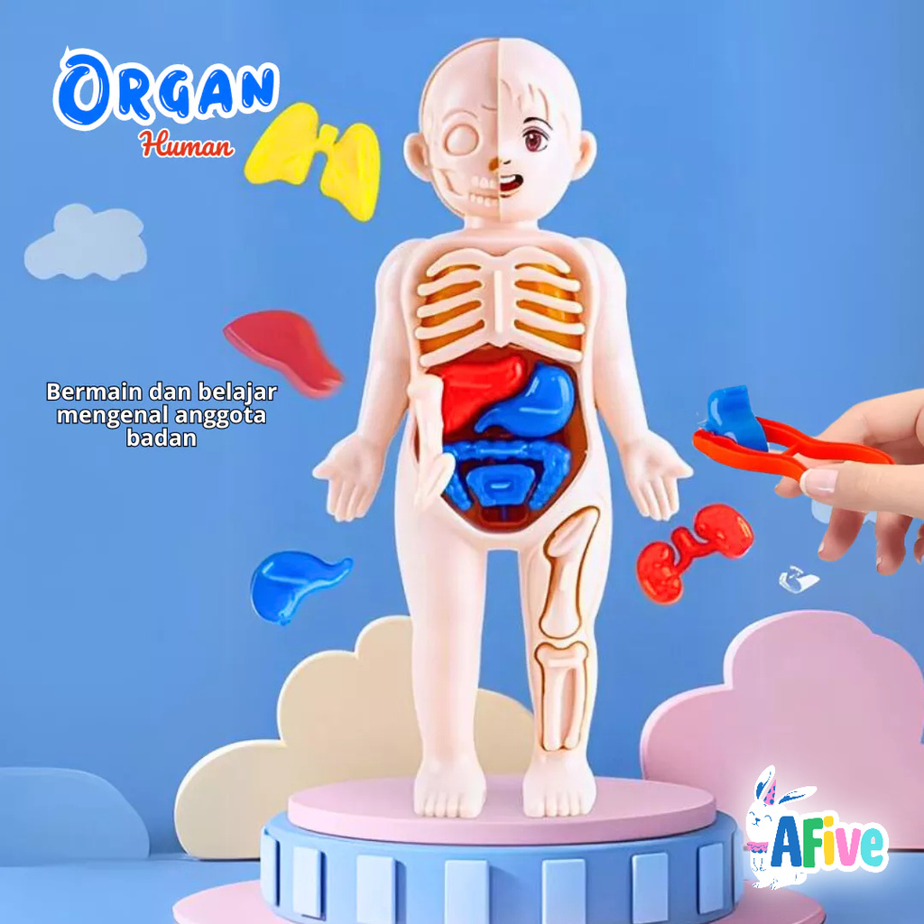 [AFive] Disassembly Of Body Organs | Human Body Organ Toys | Children's ...