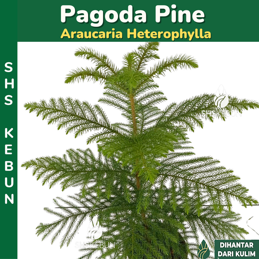 Pokok Pine 松树 Pinus Pokok Pagoda Pokok Hiasan Pokok Hidup Outdoor ...