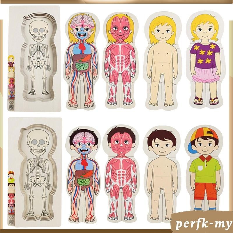 [PerfkMY] Children's Human Body Puzzle, Body Parts, Organs, Muscles ...