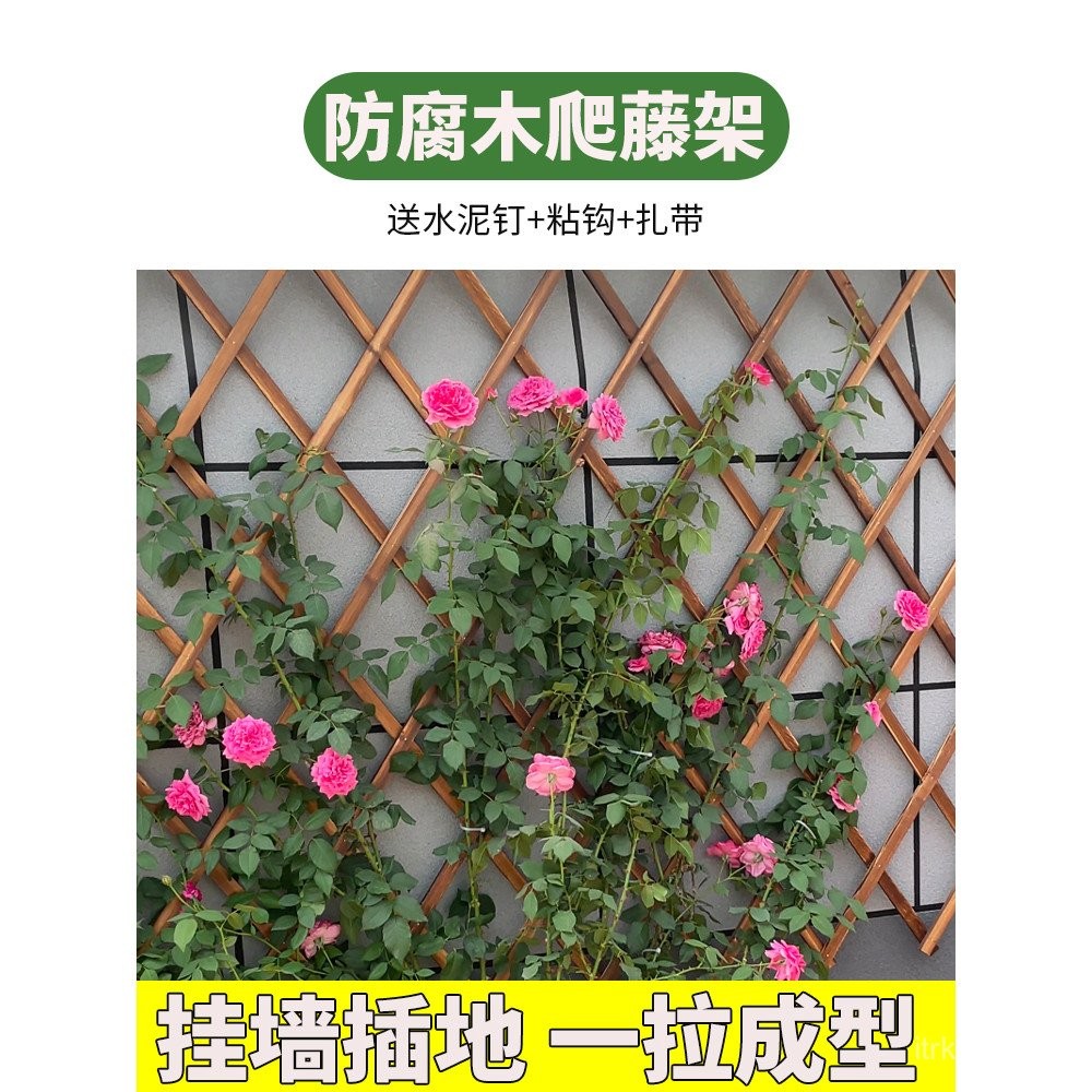 Mawar Memanjat Trellis Dinding Pagar Kayu Rose Sokongan Pendakap ...