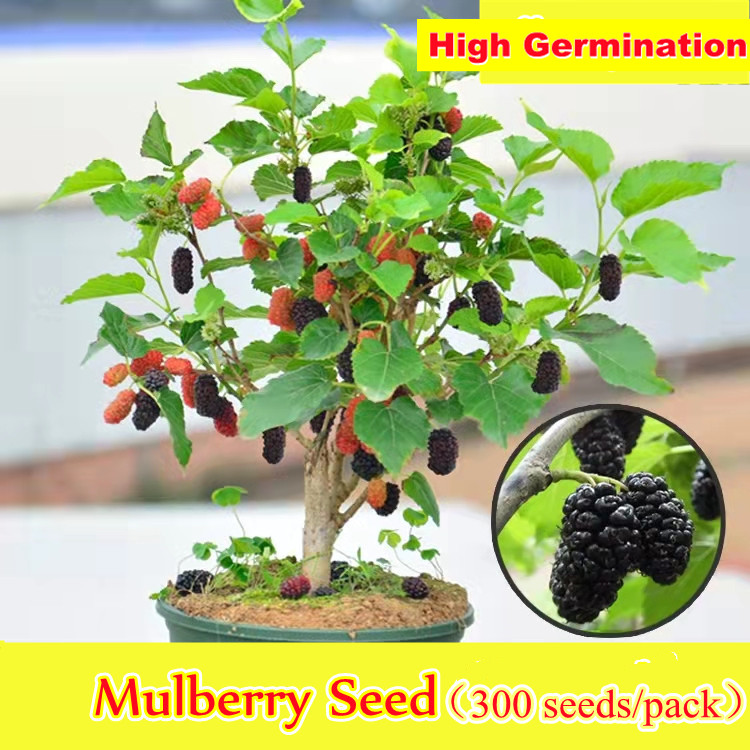 100% Fresh Original Rare Mulberry Seeds Tree Seeds for Planting 300pcs ...