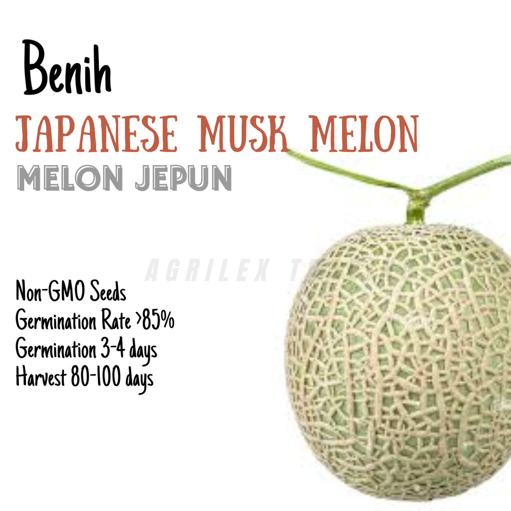 BENIH Japanese Musk Melon Jepun Seeds | Shopee Malaysia