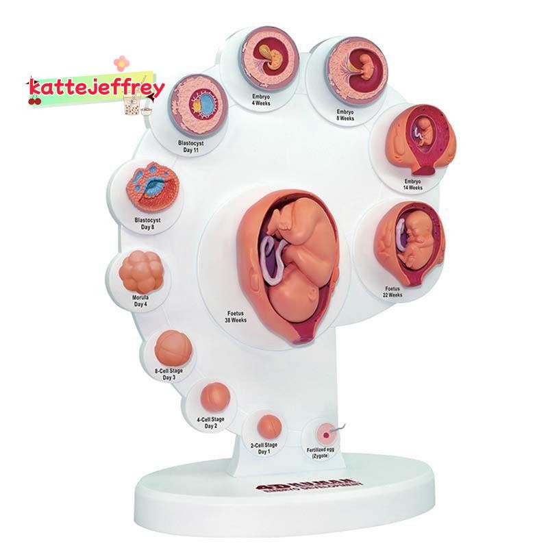4D Human Embryo Development Anatomical Model Fetal Growth Organ ...