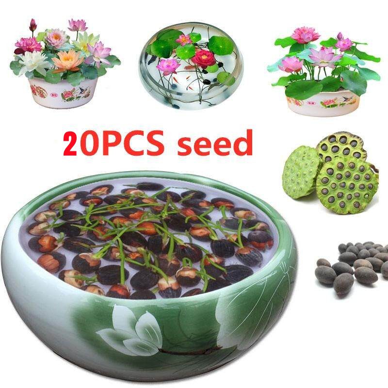 Malaysia Ready Stock 20pcs Lotus Water Lily Bonsai Seed Garden Hobbies ...