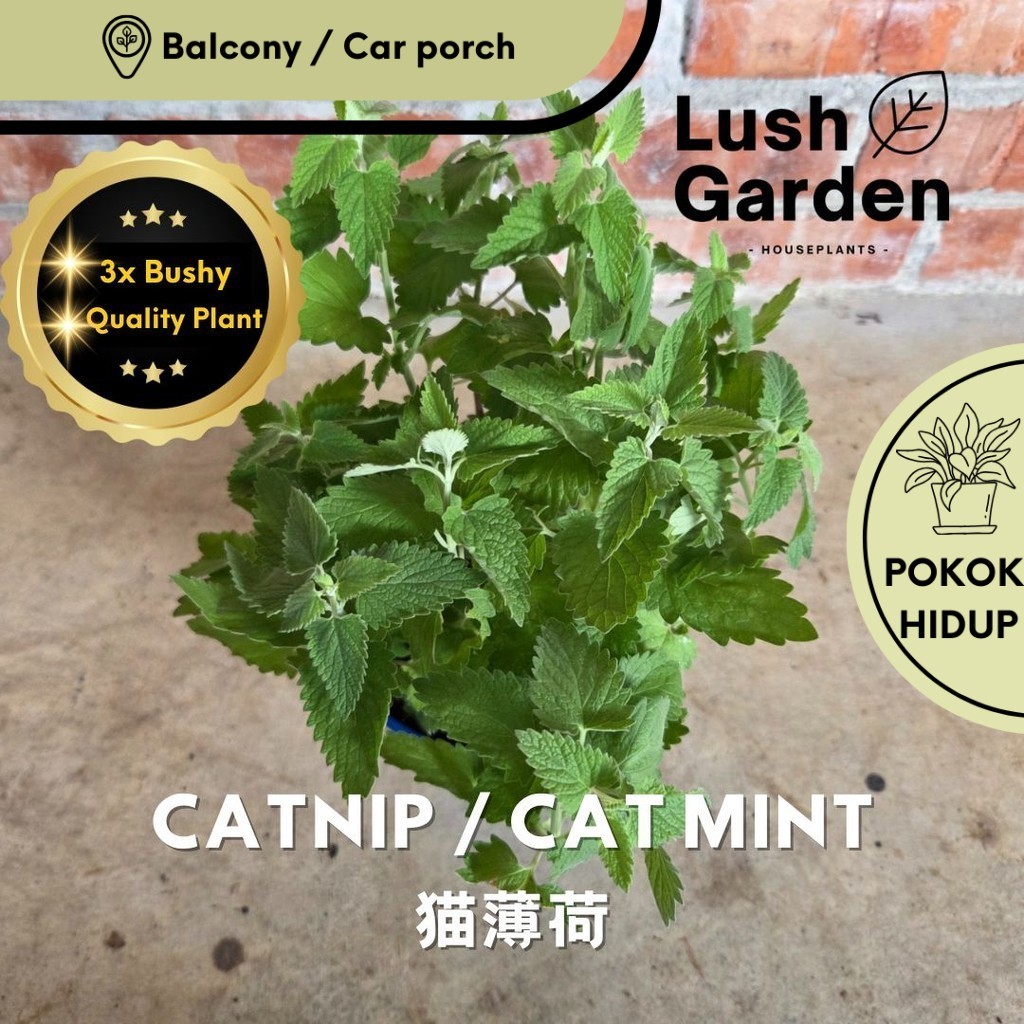 Catnip / Cat Mint / Nepeta Cataria 猫薄荷 Anak Pokok Hidup Sayur Vegetable ...