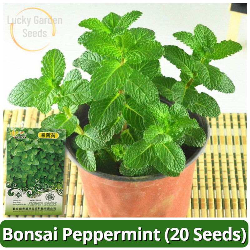 Biji Benih Pudina Spear Mint Herbs Seeds 20pcs Benih Daun Pudina Potted ...