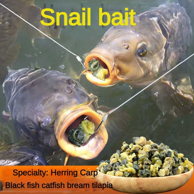 Snail Meat Bait Snakehead Bait Material Lake Black Pit Wild Fishing ...