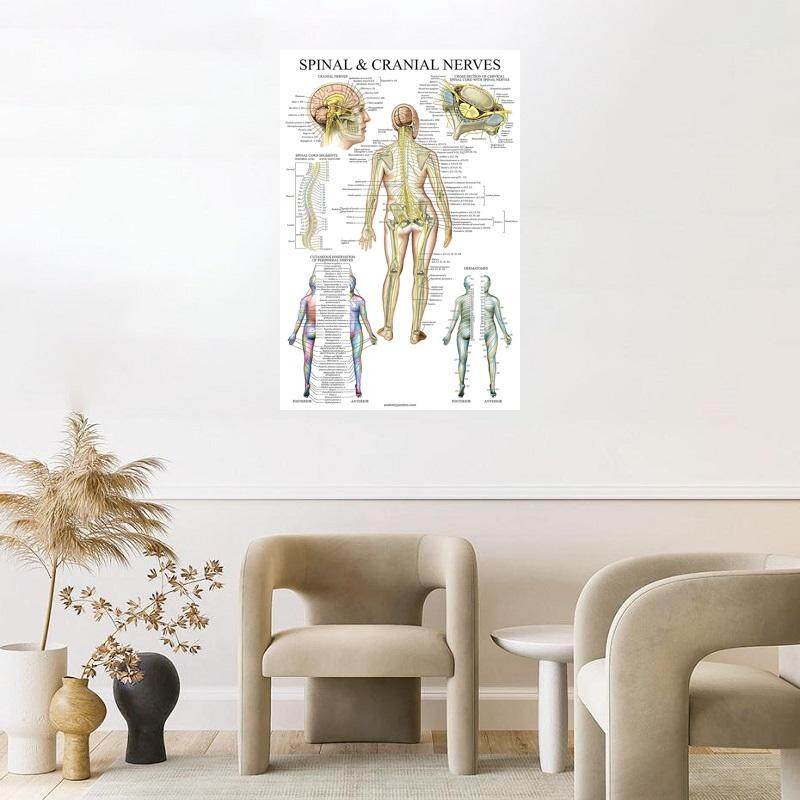 Spinal Nerves Anatomical Chart Spine and Cranial Nervous System Anatomy ...