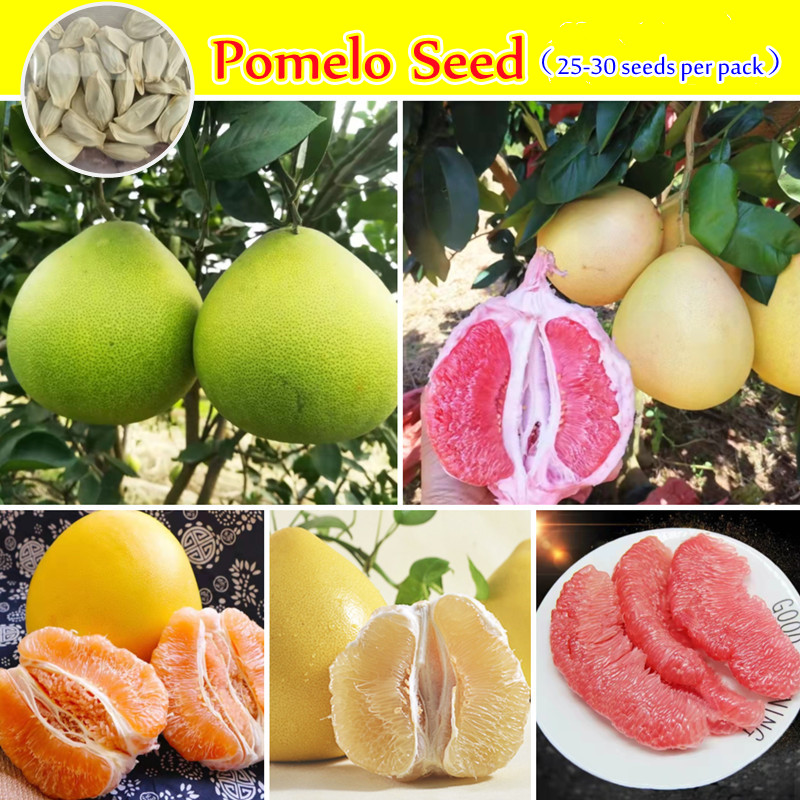 25-30pcs Very Good Pomelo Seeds Very Juicy and Sweet Davao Pomelo ...