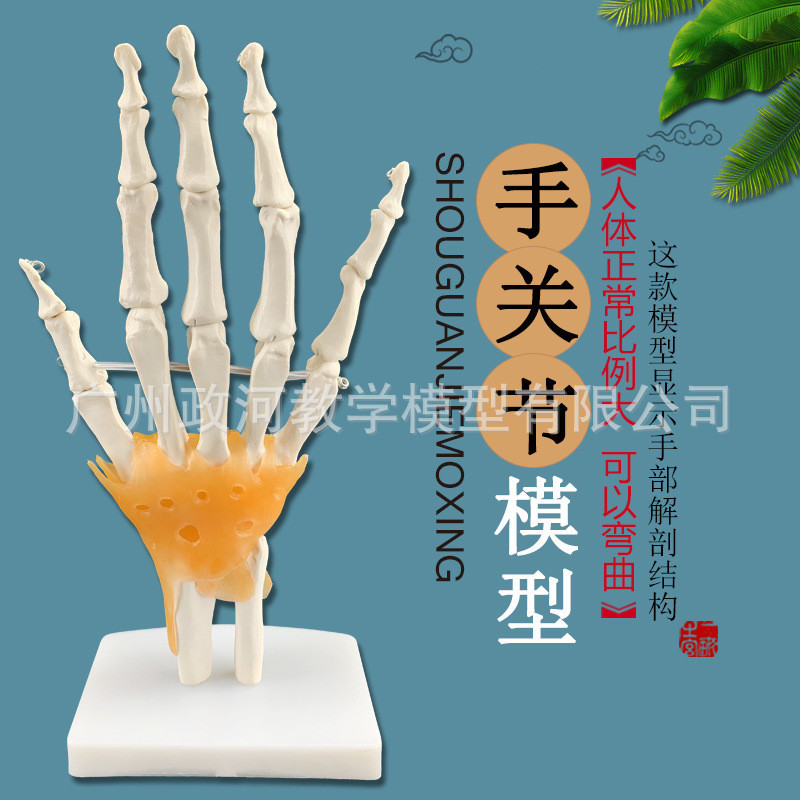 Ergonomic Hand Joint with Ligament Model Hand Bone Ruler Bone Ruler ...
