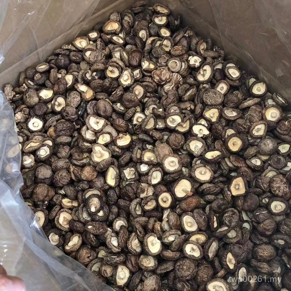 Cendawan shiitake kering baru dalam jumlah besar 5 catties cendawan ...