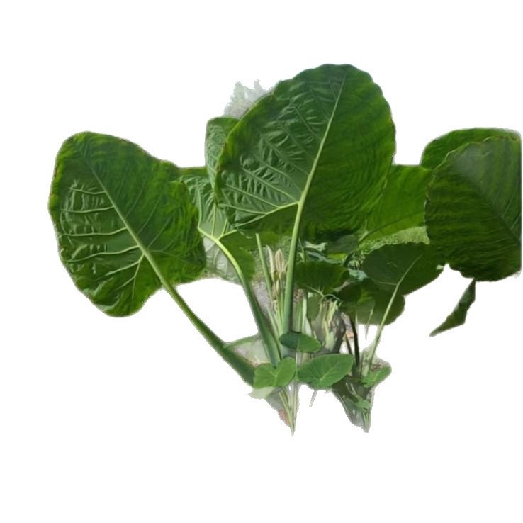 Taro Telinga Gajah, Taro Laut, Taro Titisan Air, Anak Benih Daun Besar ...