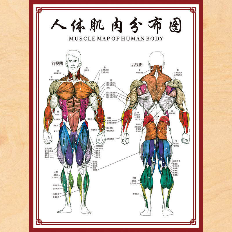 Ma4/9 New Product Human Body Skeleton Chart Wall Chart Organ Internal ...