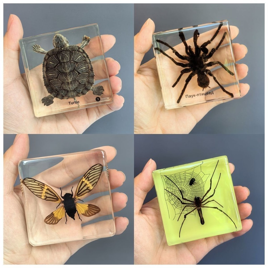 7.5cm Square Real Insect Butterfly Specimen Resin Transparent Ornament ...