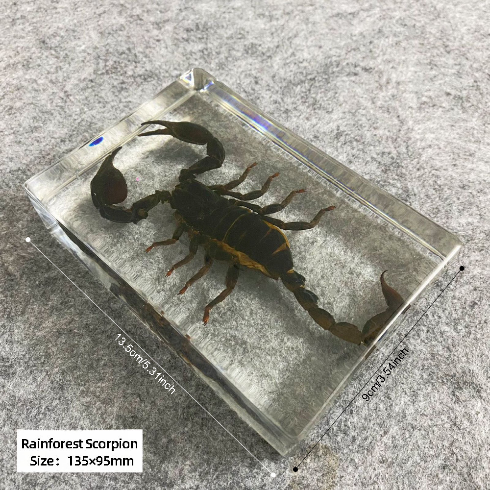 Epoxy Resin Insect Specimen Stand Ornaments Large Spider Scorpion Amber ...