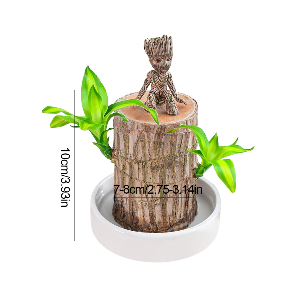 Mini Brazil Lucky Potted Plant Purify Air Badan Wood Hydroponic Potted ...