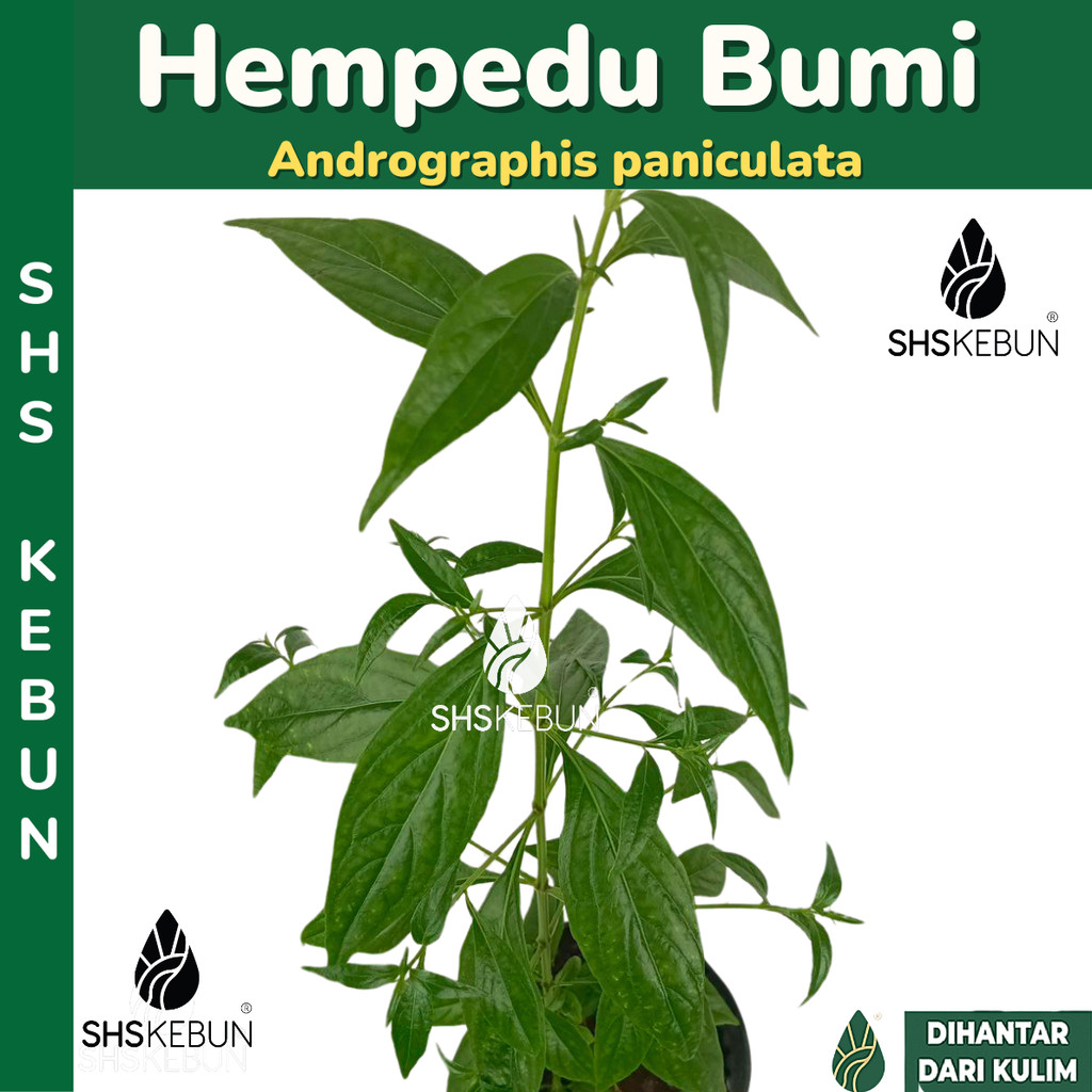 Pokok Hempedu Bumi Andrographis paniculata Pokok Herba Pokok Hidup ...