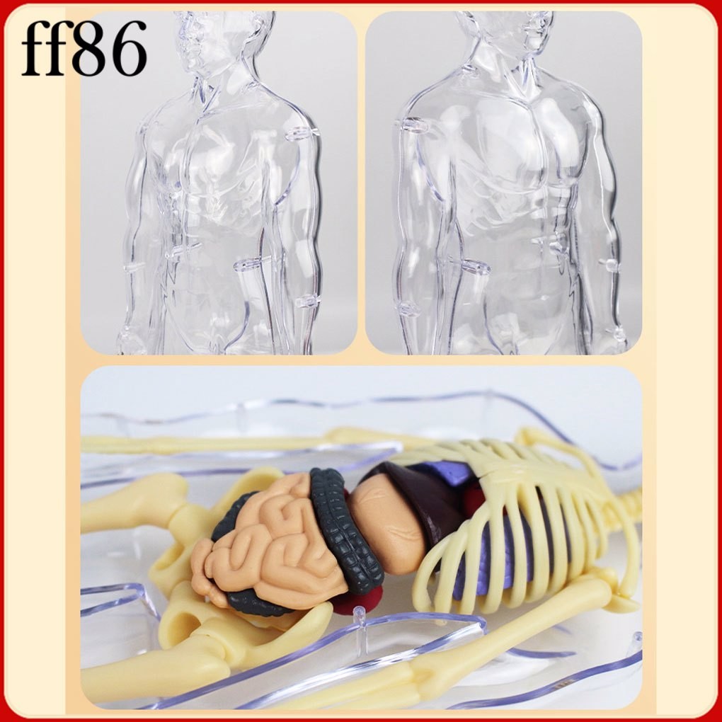 Realistic Human Body Model For Kids Organs Anatomy Learning Tool ...