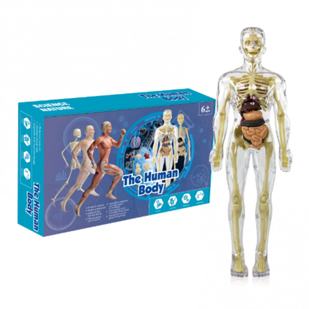 Human Body Model for Kids, Fully Transparent Body, Anatomy Figure 3D ...