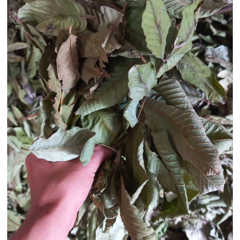 Dried guava leaves - clean and fragrant 1kg | Shopee Malaysia