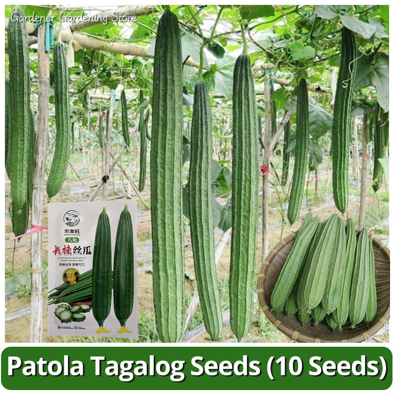 High Yield Angled Luffa Seeds for planting 10pcs Biji Benih Petola Segi ...