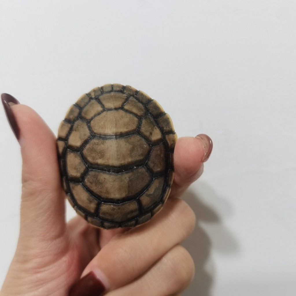 Natural Real Turtle Shell Crafts Turtle Shell Hand Toy Hand Pieces ...