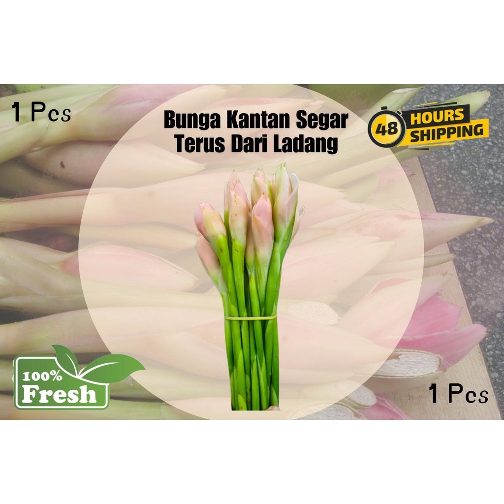 Fresh Torch Ginger Flower - Direct from the Farm, Bunga Kantan / Bunga ...