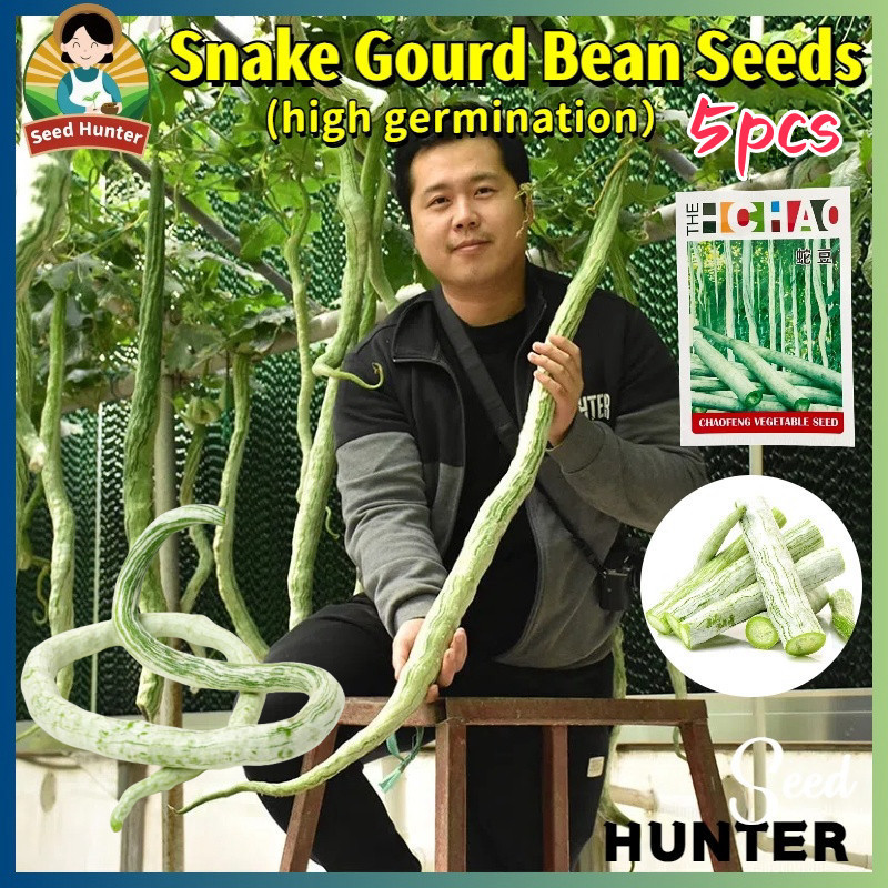 Rare Chinese Snake Gourd Seeds for Planting (5pcs) 蛇瓜Python Snake Gourd Beans Vegetable Plants ...