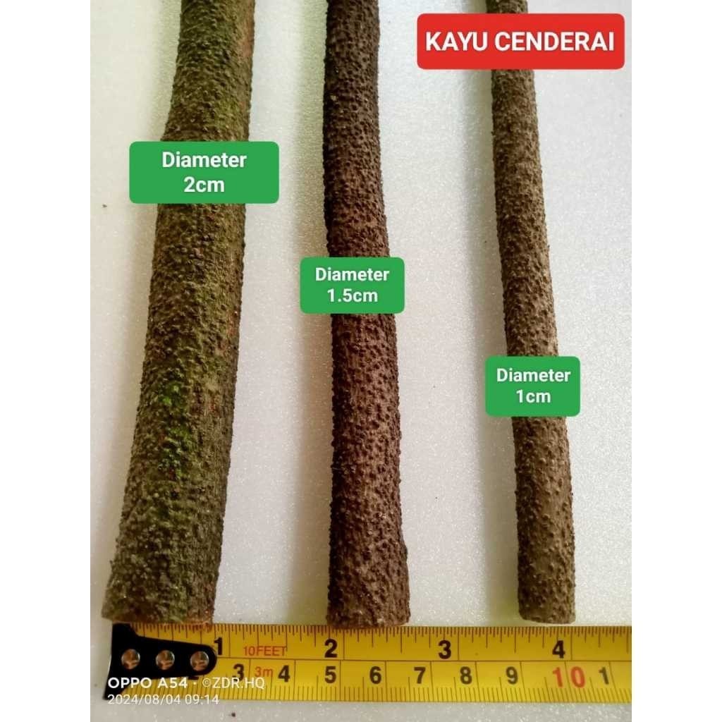 (HARGA 2 BATANG : KAYU CENDERAI )Anggar burung Kayu cenderai berkualiti ...