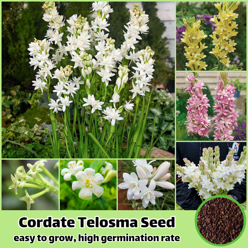 Original Color Mixing Cordate Telosma Seeds for Planting 300pcs/bag ...