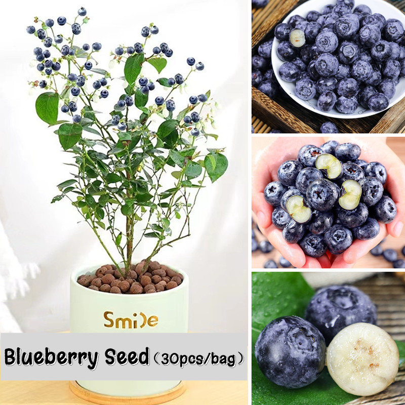 Blueberry Seeds 30Pcs Nutritious Delicious Bonsai Tree Seeds for ...