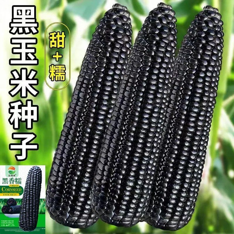 Super Sweet Glutinous Big Stick Black Corn Seed High-Produced Early ...