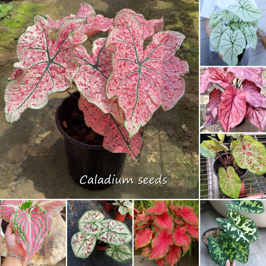 Color Mixing Caladium Seeds for Planting (100 Seeds) Benih Bunga Coleus ...