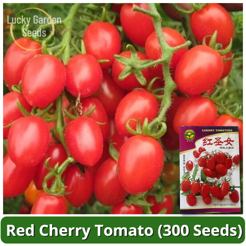 Red Cherry Tomato Seeds 300pcs Biji Benih Tomato Ceri Ruby Fruit Seed ...
