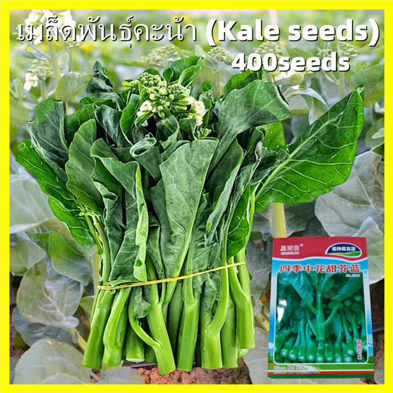 Benih Hong Kong Kai Lan Chinese Kale Seeds for Planting High Yield ...