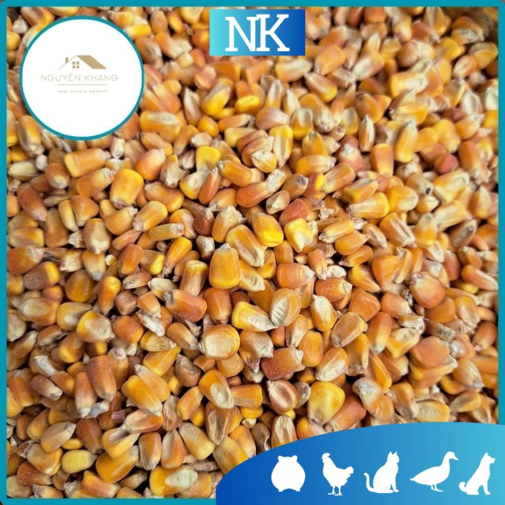 Corn kernels, corn kernels for chickens, parrots, hemorrhoids ...