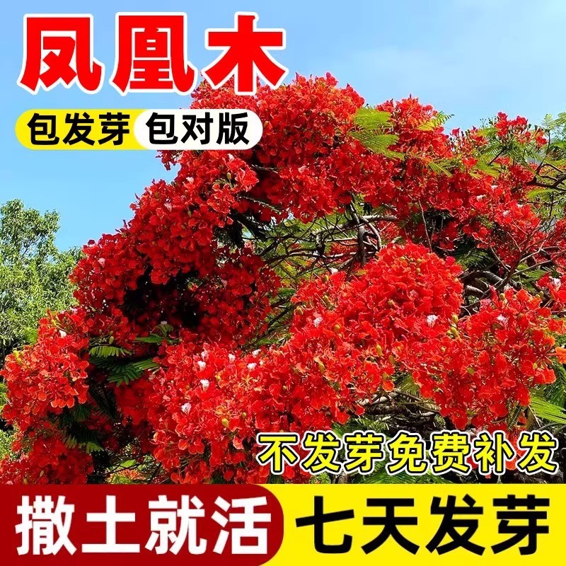 Sg New Picked Jacaranda Seeds Jacaranda Seeds Jacaranda Seeds Tree ...