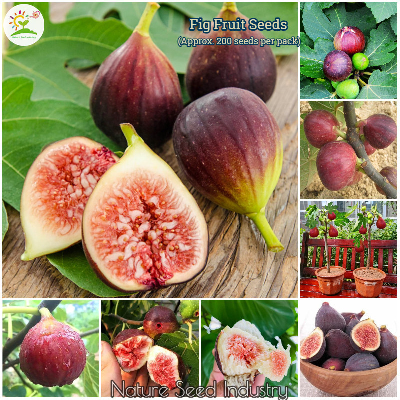 High Quality Fig Seeds for Planting 200pcs Easy To Grow Tropical Fruit ...