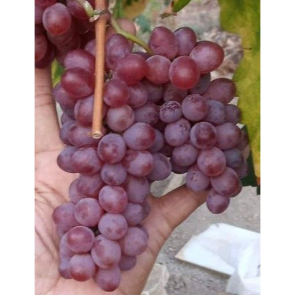 3 Pcs Biji Benih Anggur Jupiter Dark Red Grape Jupiter Dark Red Seed ...