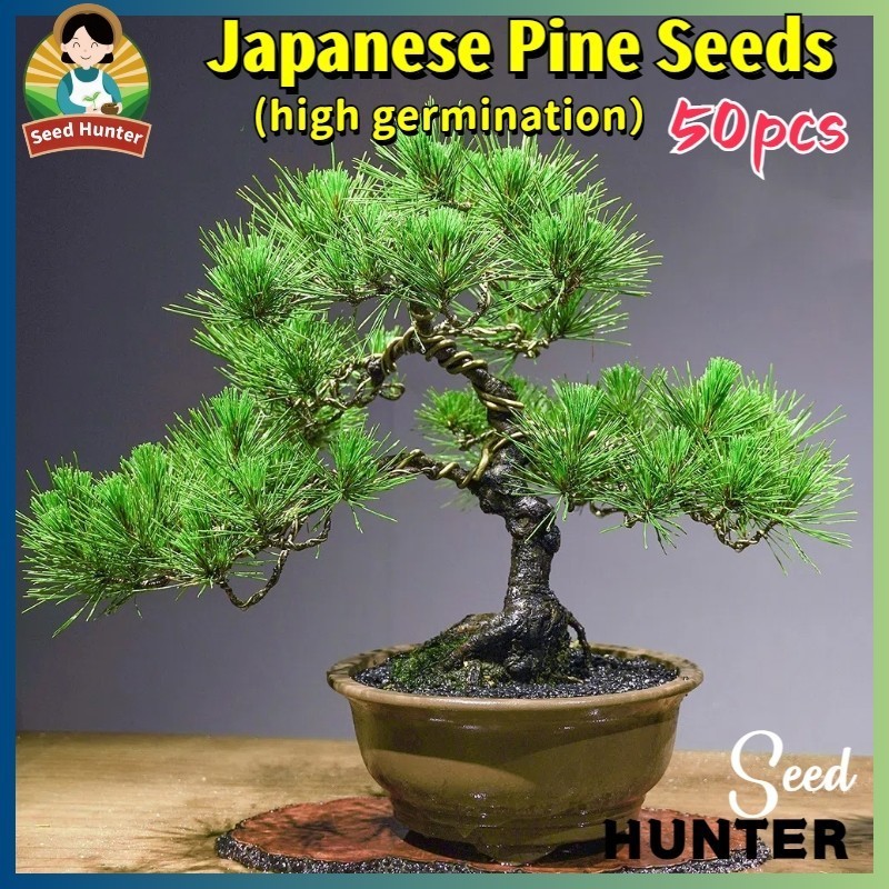 Japanese Pine Seeds for Planting (50 Seed) 日本松种子 Evergreen Japanese ...