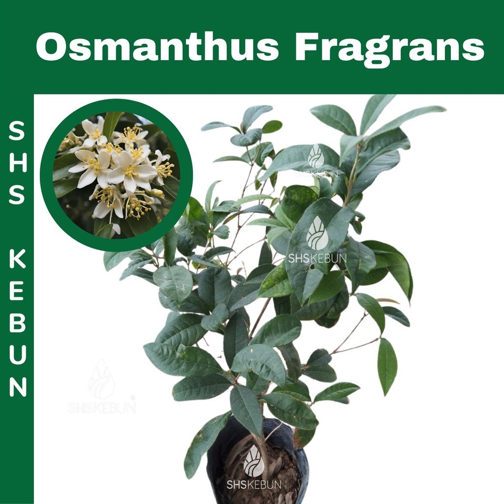 Osmanthus Fragrans 桂花树 Pokok Osmanthus Bunga Ratu Wangi Outdoor Live ...