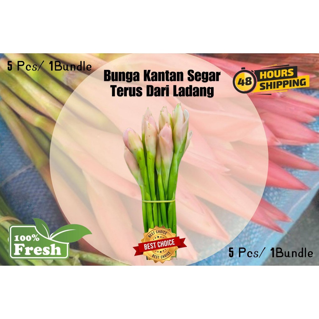 Fresh Torch Ginger Flower - Directly from the Farm, Bunga Kantan ...