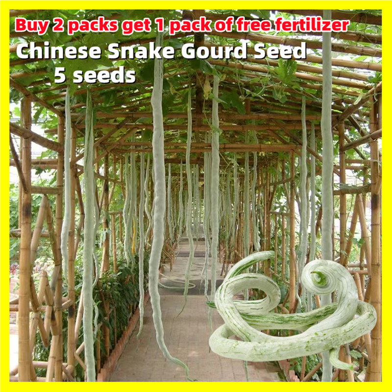 Giant Long Snake Gourd Seeds - Benih Kacang Panjang Ular 蛇瓜种子 Labu Ular ...