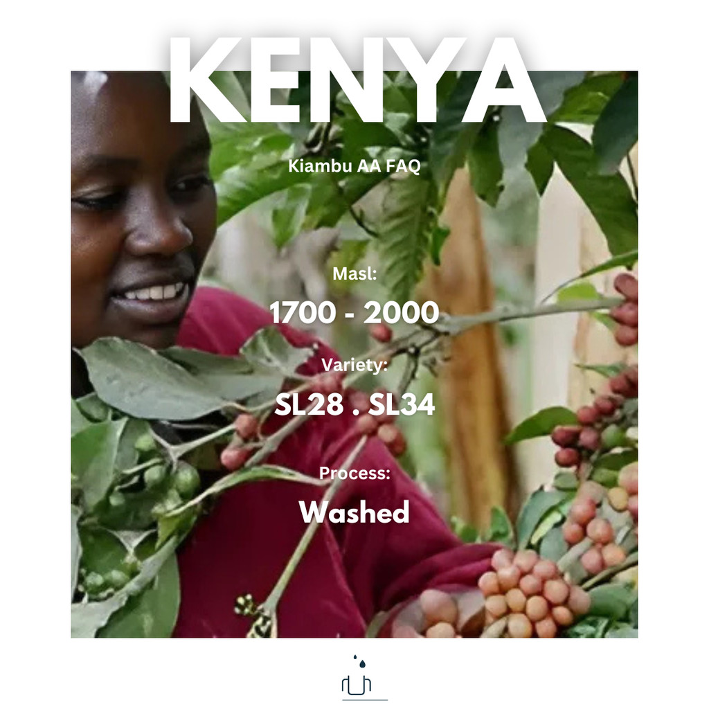 Kenya Kiambu AA FAQ Washed | Shopee Malaysia