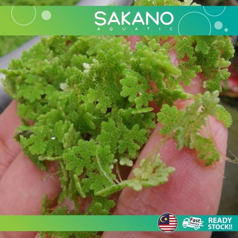 Azolla HYBRID Benih Azola microphylla microfila Mosquito Fern Aquatic ...